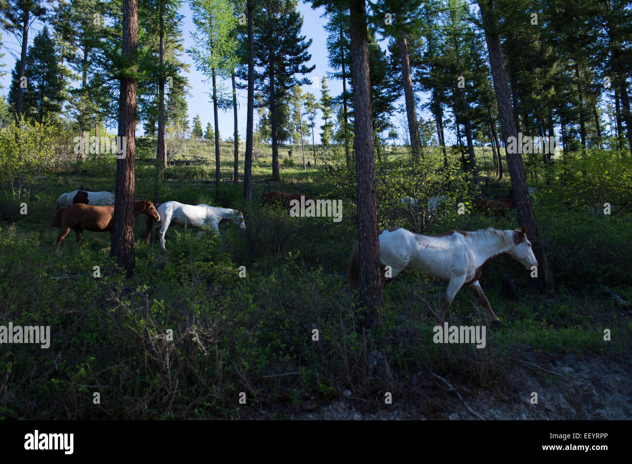 Flathead lake montana salish hi-res stock photography and images - Alamy
