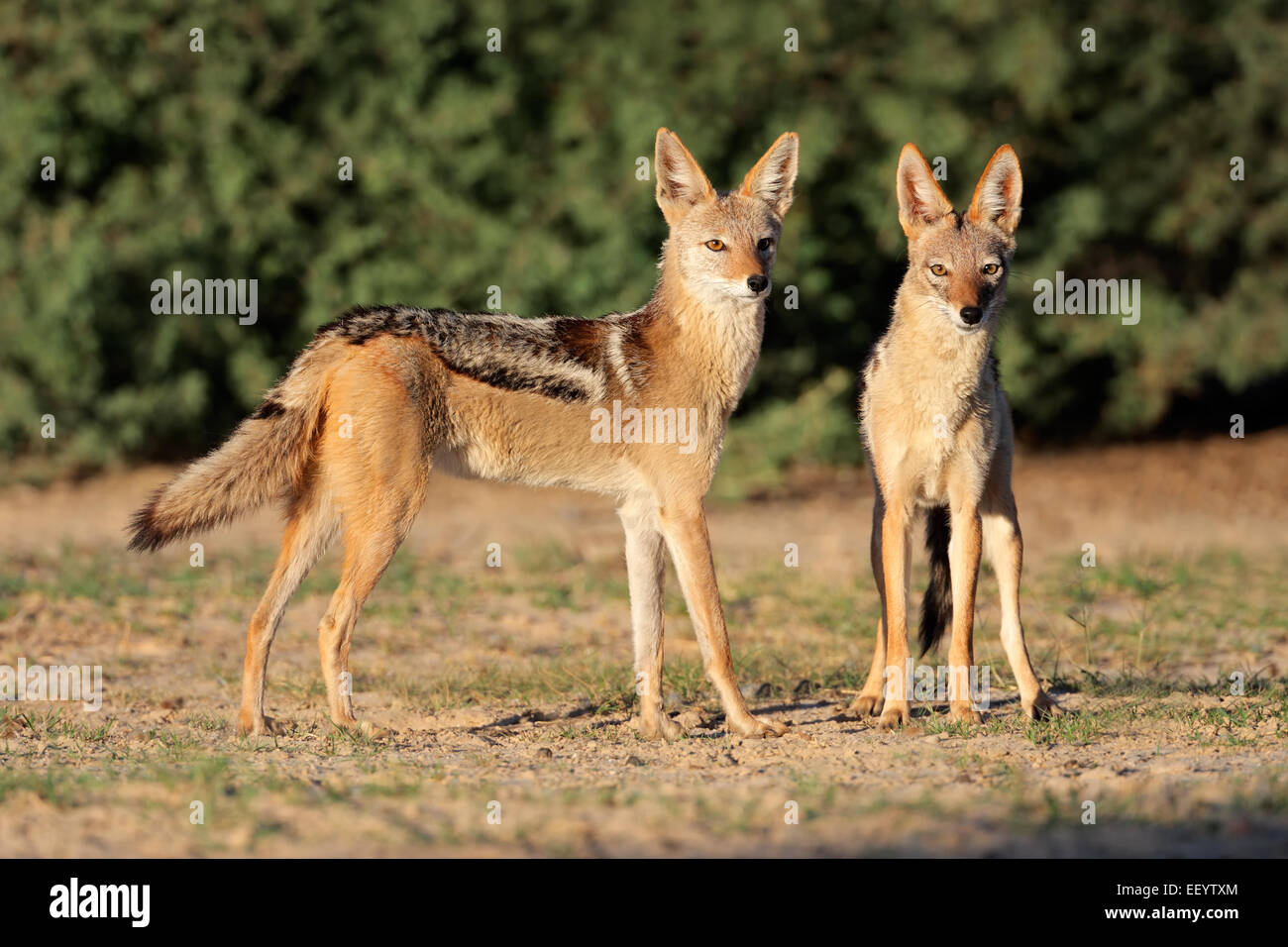 A pair of black-backed jackals (Canis mesomelas), Kalahari desert ...