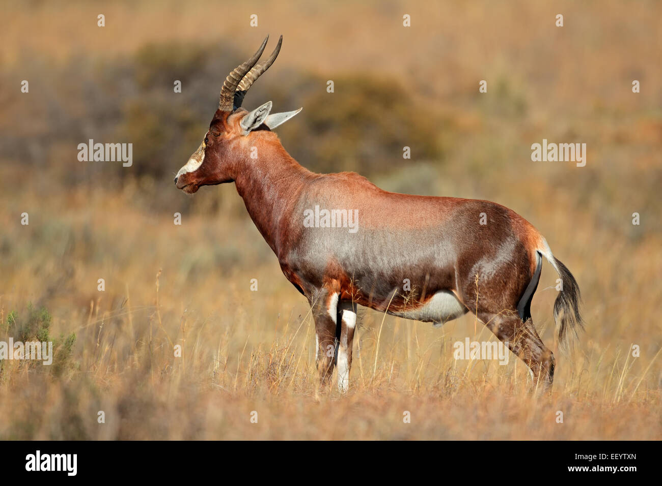 Blesbok Horn Headpiece
