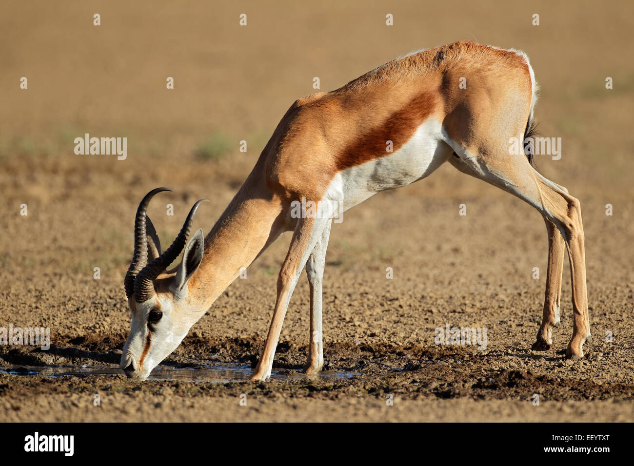 Springbok drinking water hi-res stock photography and images - Alamy