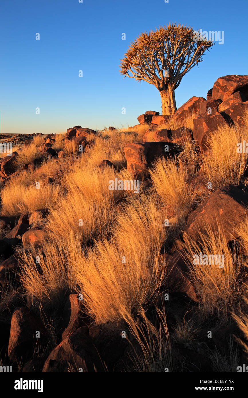 Desert landscape with golden grasses and a quiver tree (Aloe dichotoma ...