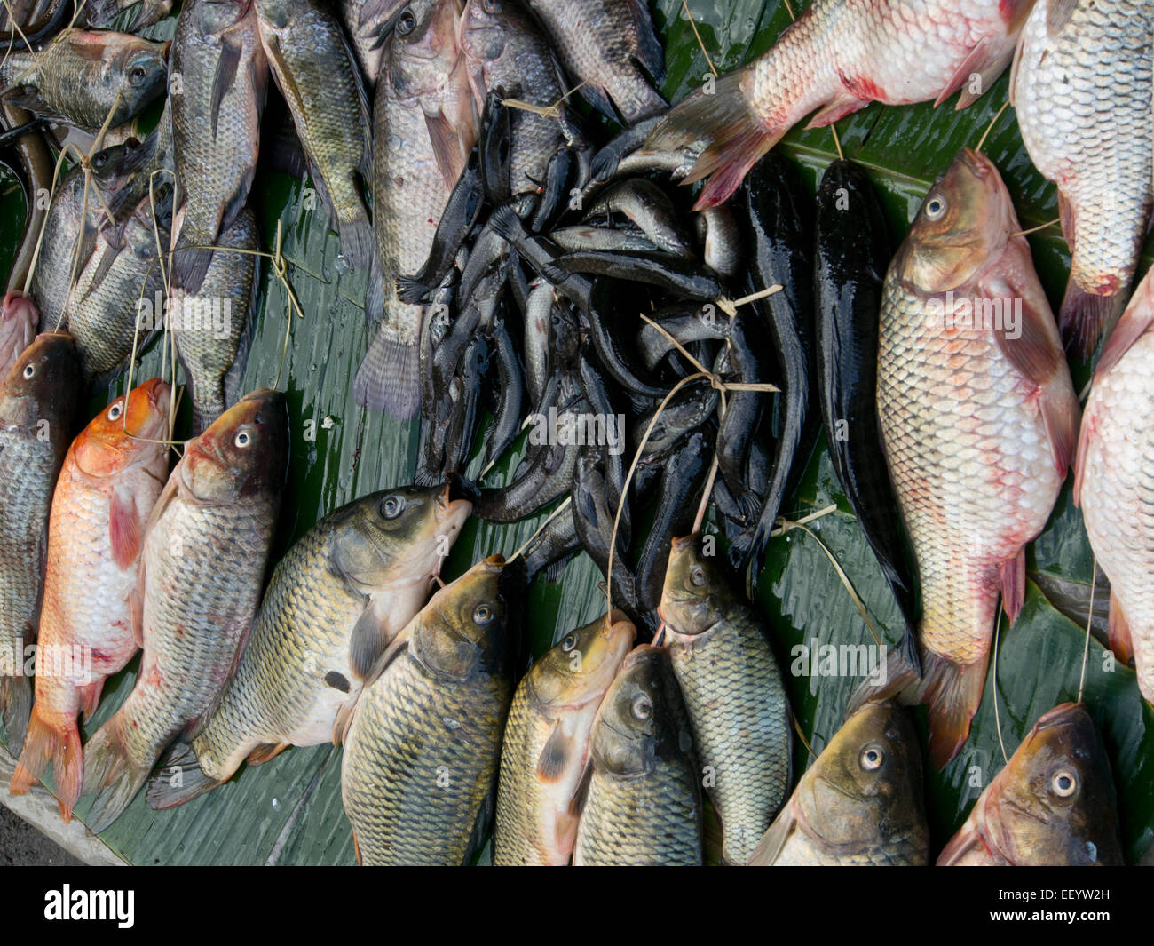 Fish hanging in market place in Inle lake, Shan state, Myanmar Stock ...