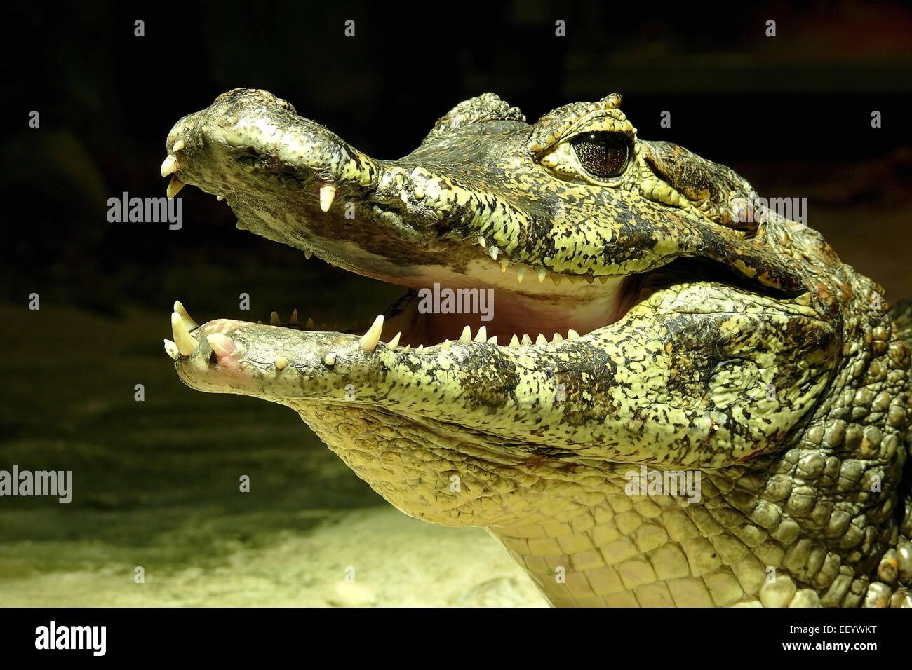 A smiling crocodile Stock Photo - Alamy