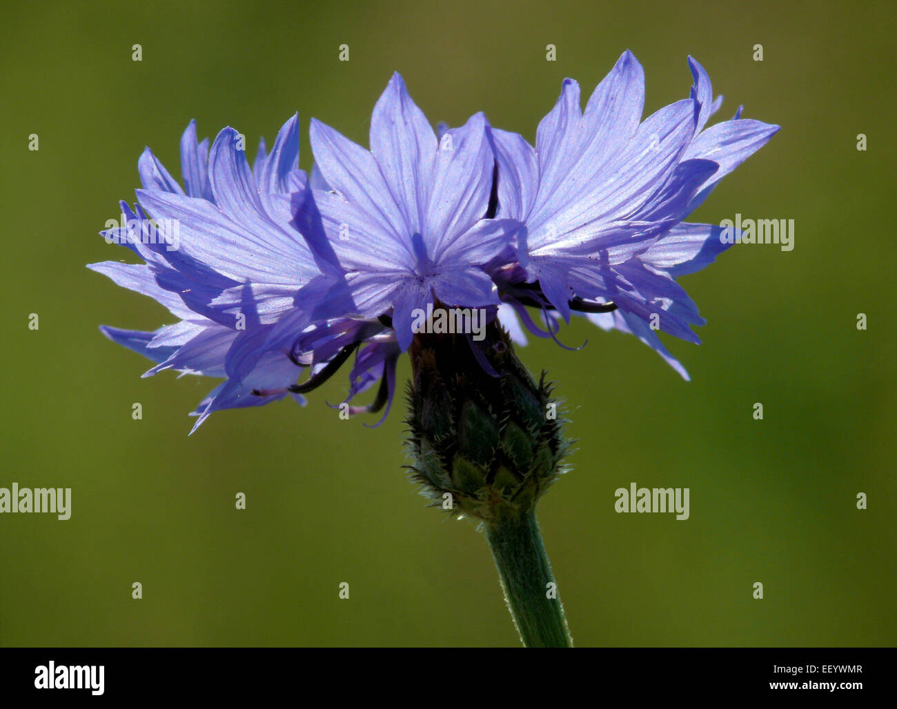 A corn flower on the meadow Stock Photo - Alamy