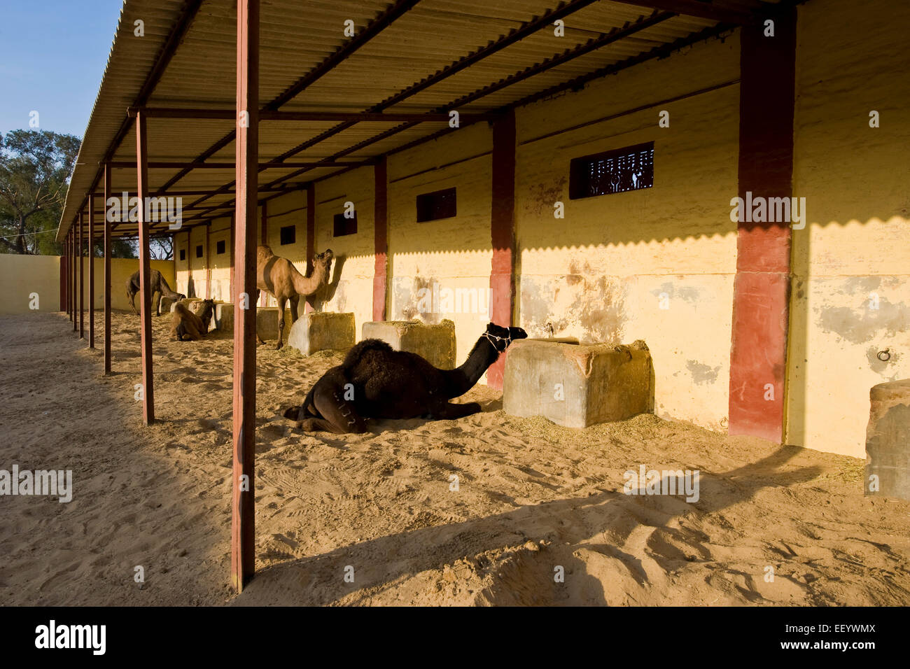 India, Rajasthan, Bikaner, Camel breeding farm Stock Photo - Alamy
