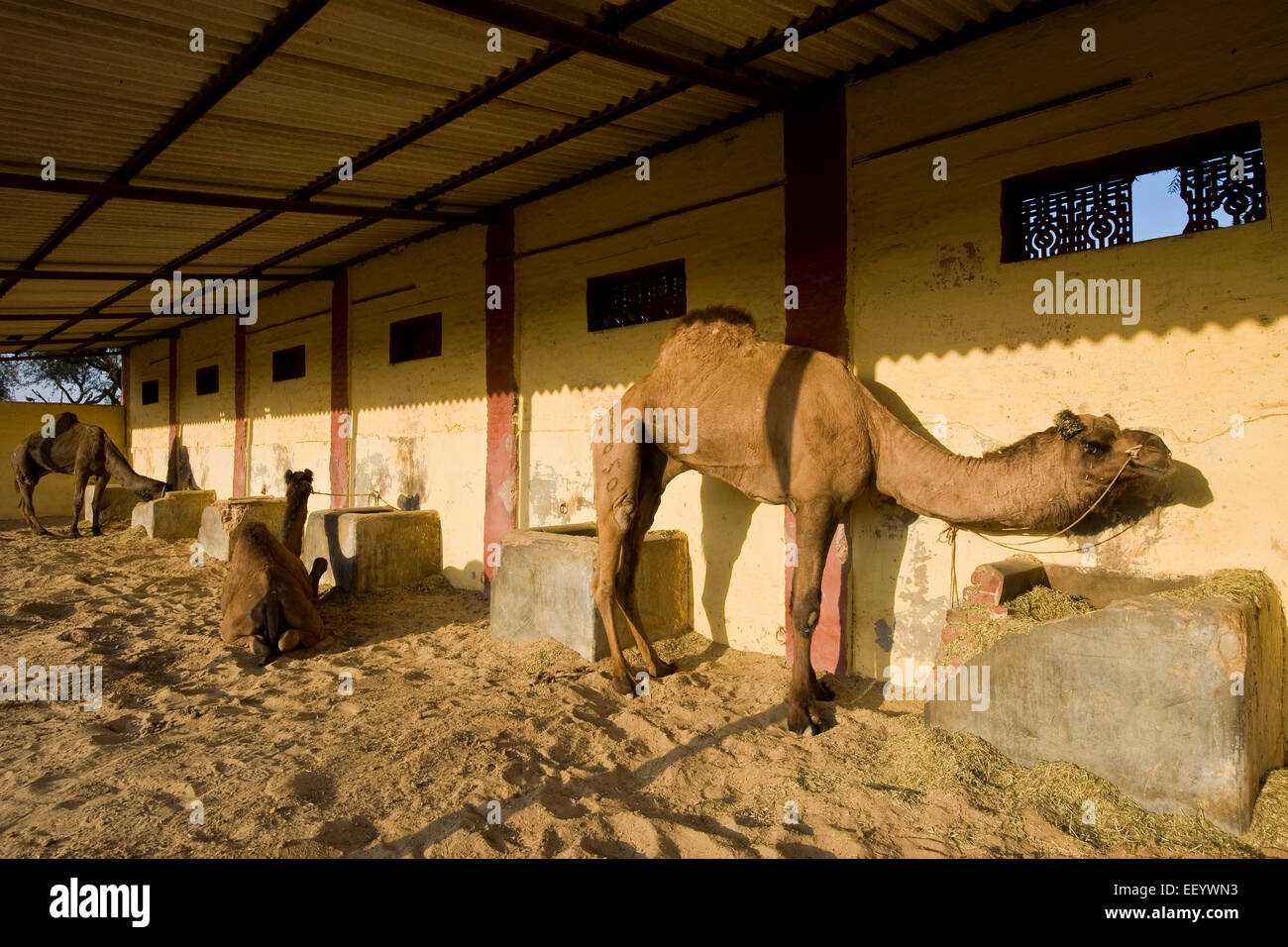 India, Rajasthan, Bikaner, Camel breeding farm Stock Photo - Alamy