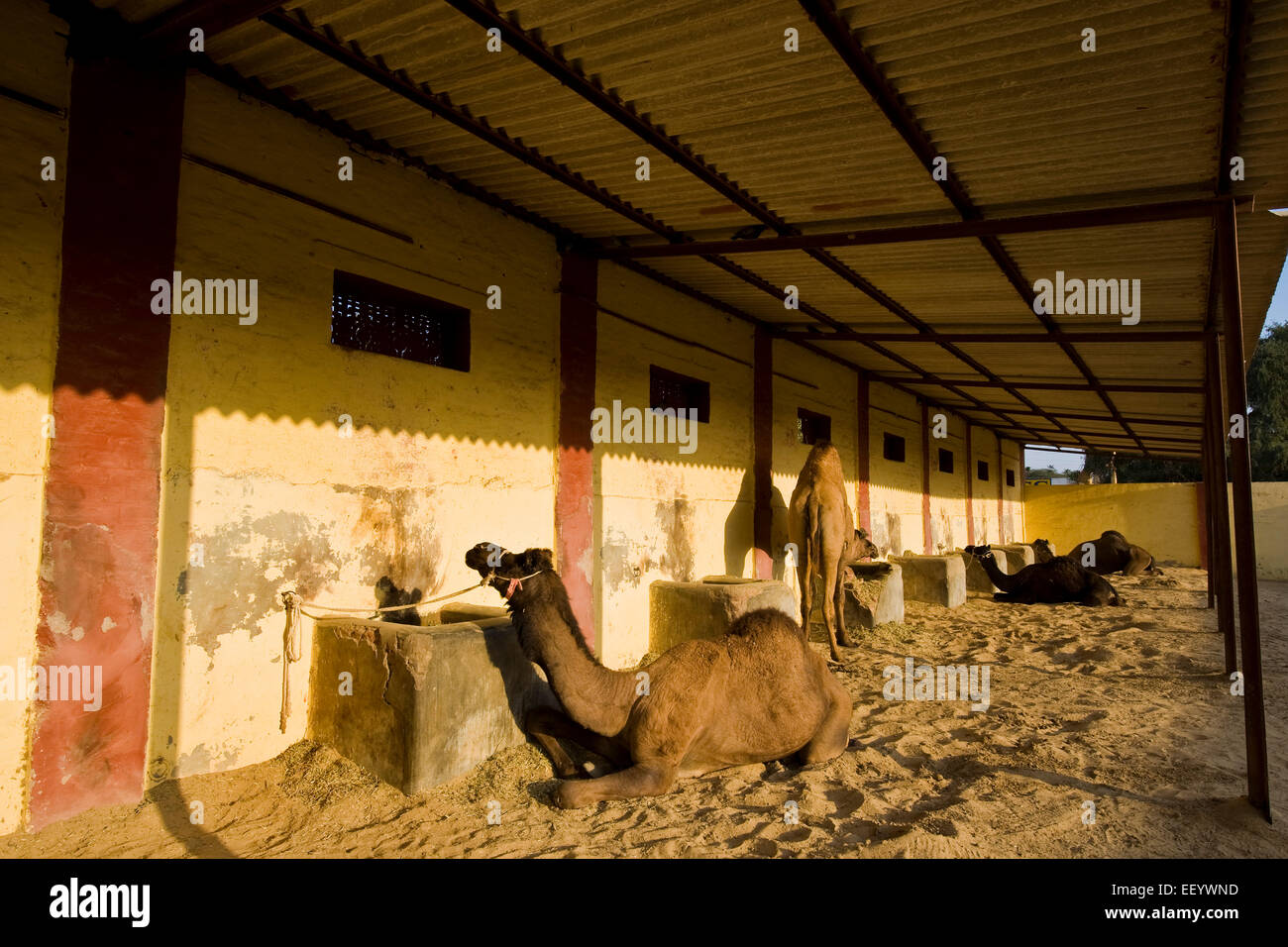 India, Rajasthan, Bikaner, Camel breeding farm Stock Photo - Alamy