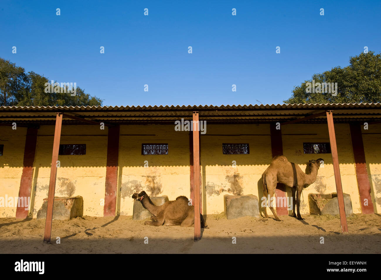 Camel breeding farm hi-res stock photography and images - Alamy