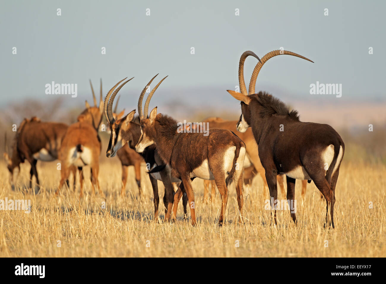 Small herd of sable antelopes (Hippotragus niger), South Africa Stock ...