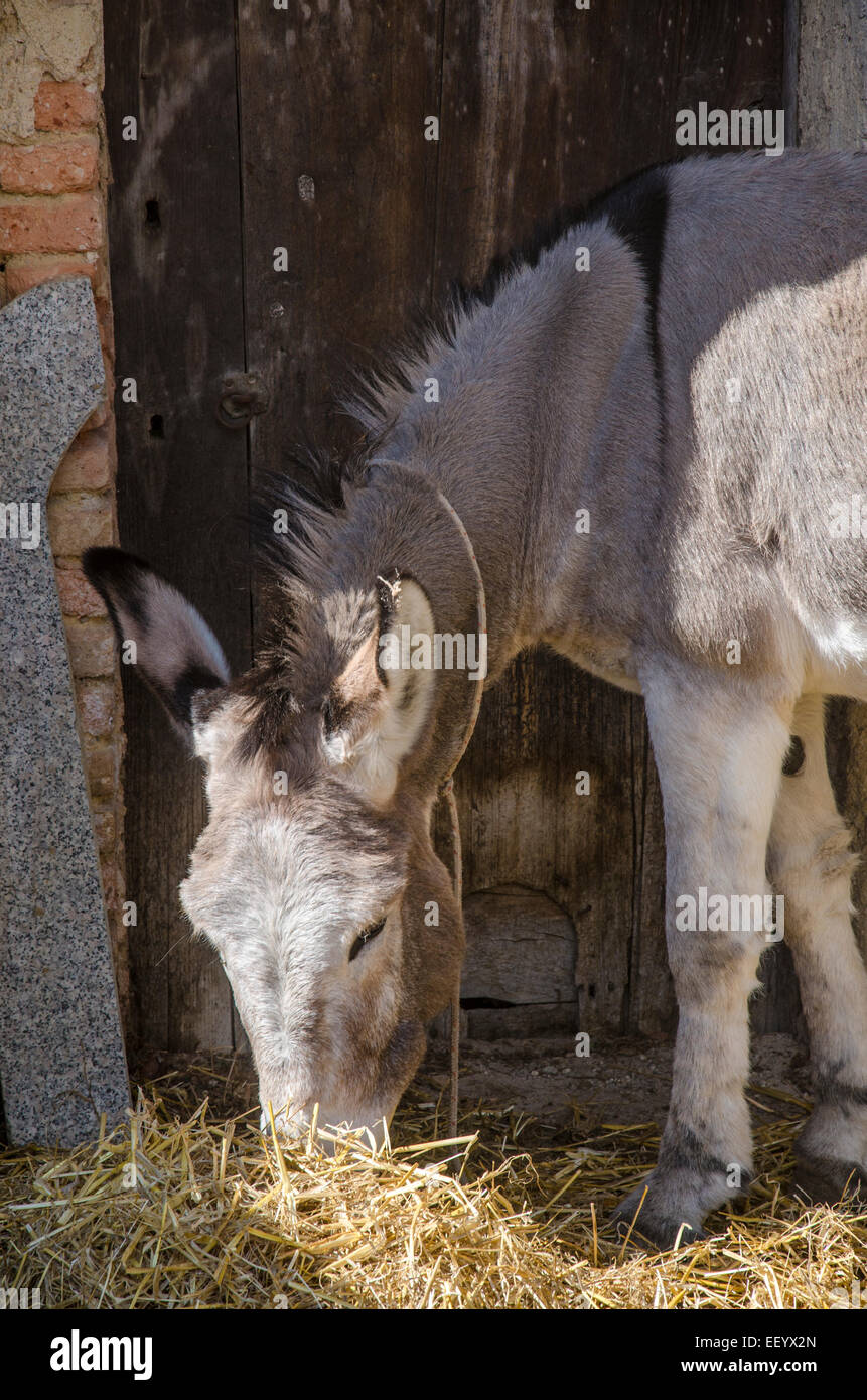 Donkey Backside