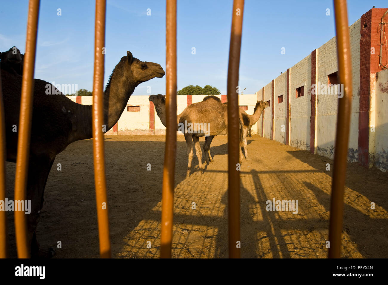 Camel breeding hi-res stock photography and images - Alamy