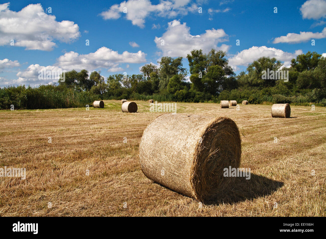 Straw bales in a field Stock Photo - Alamy