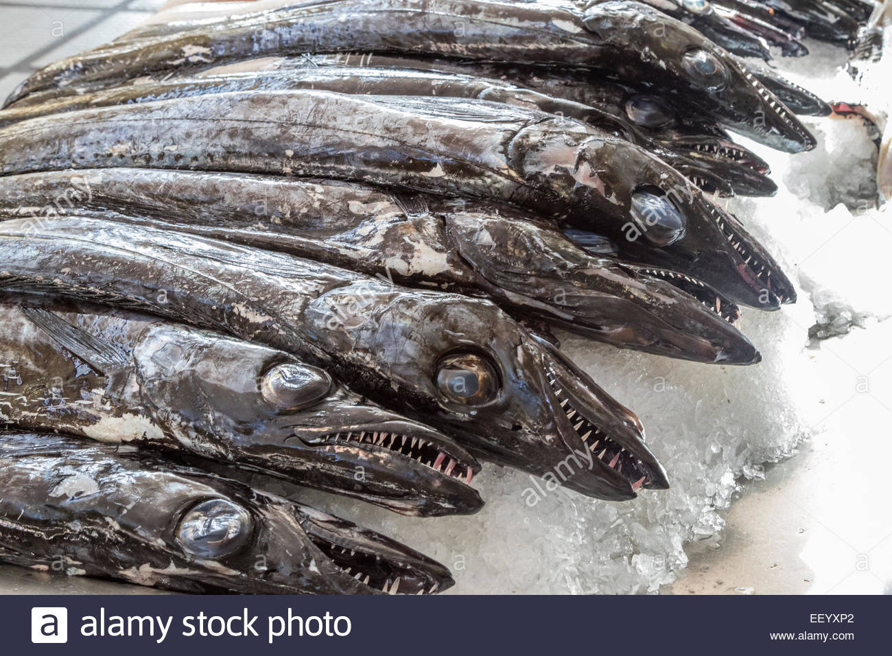 Black Scabbard Fish Stock Photos & Black Scabbard Fish Stock Images - Alamy