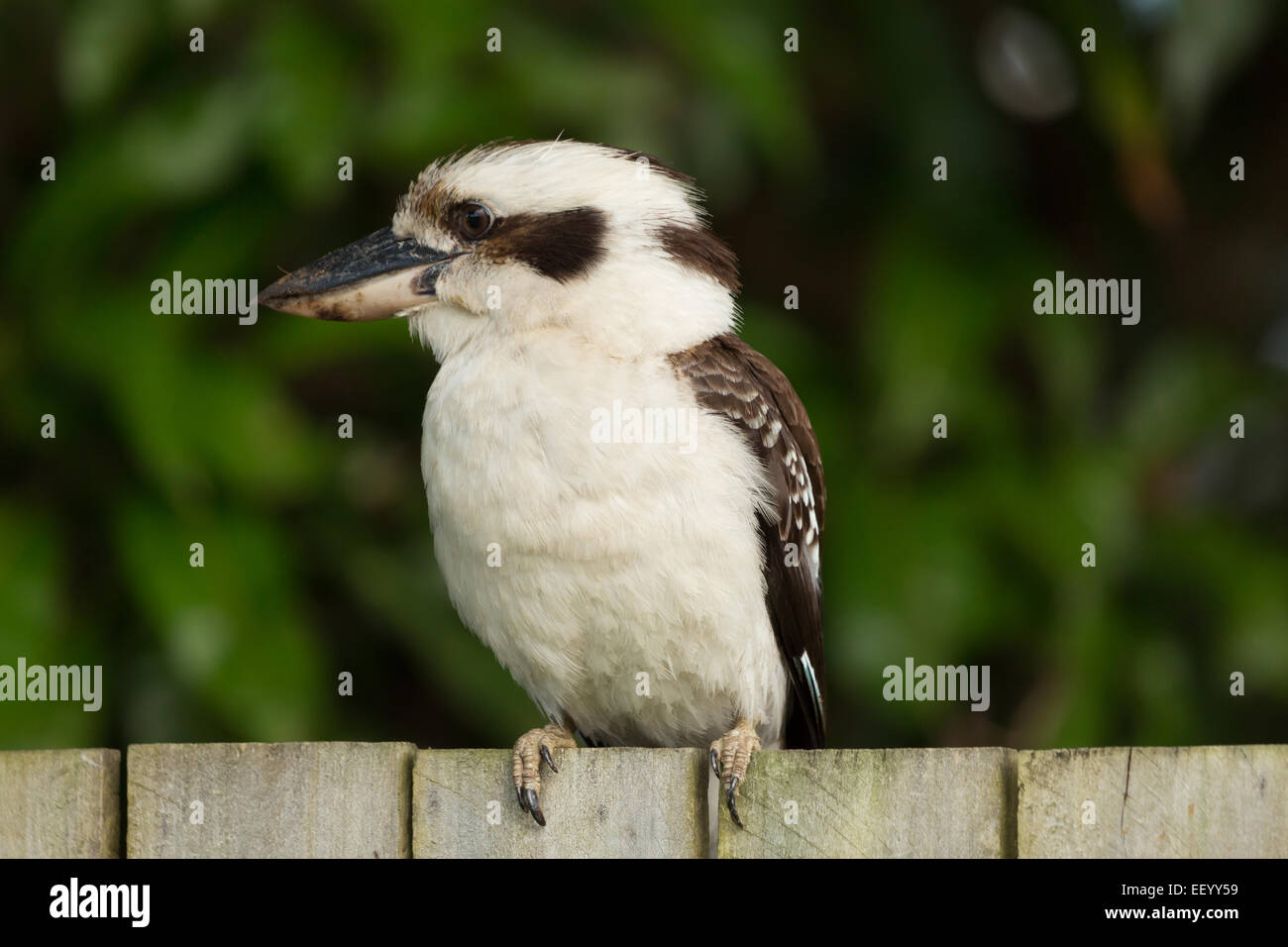 A photograph of a Laughing Kookaburra on a fence on the east coast of ...