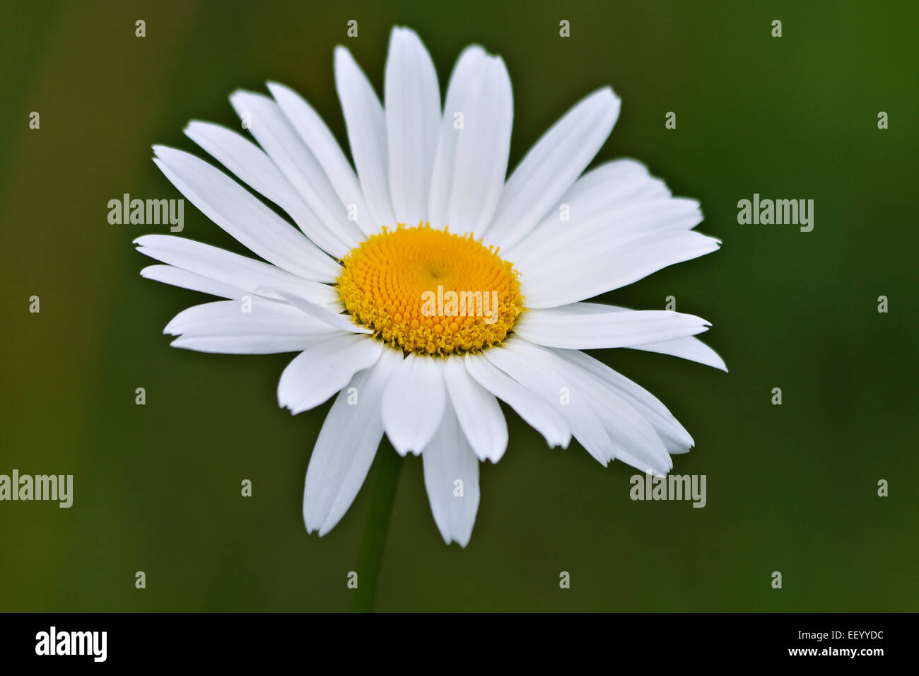 Daisy blume hi-res stock photography and images - Alamy