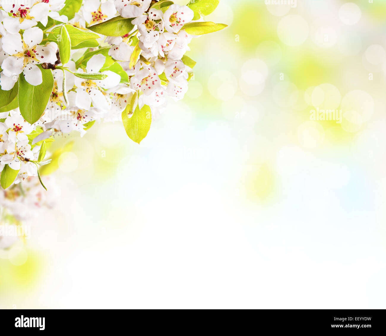 Spring blossoms on white background. Free space for text Stock Photo ...