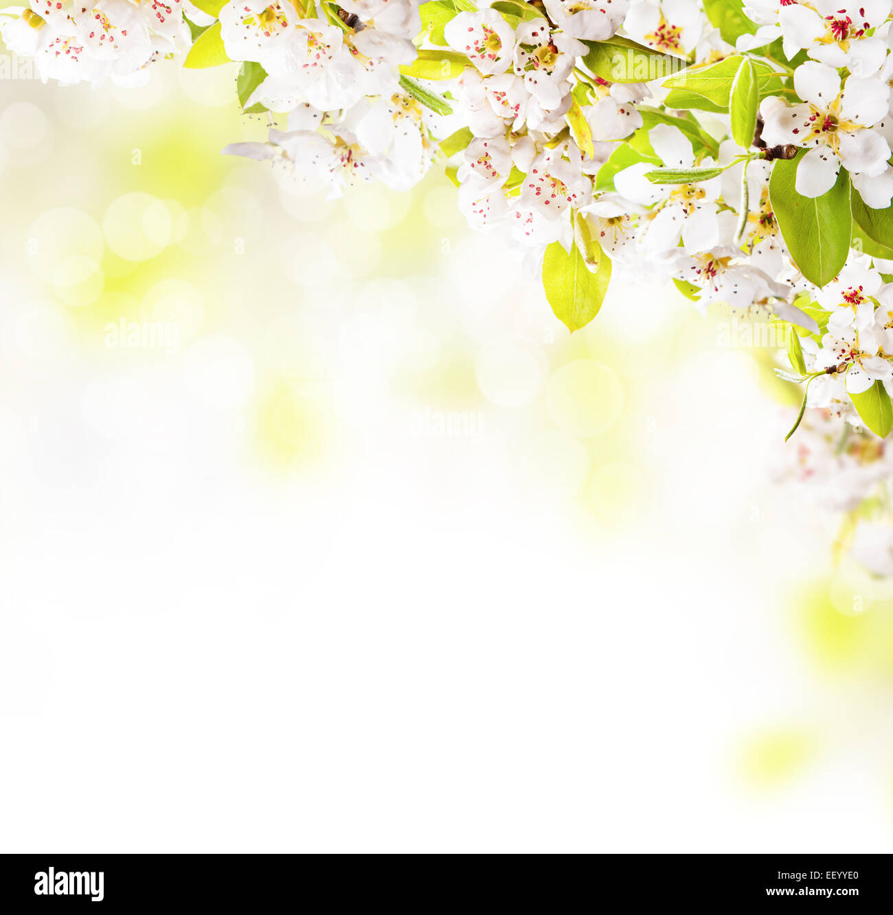 Spring blossoms on white background. Free space for text Stock Photo ...