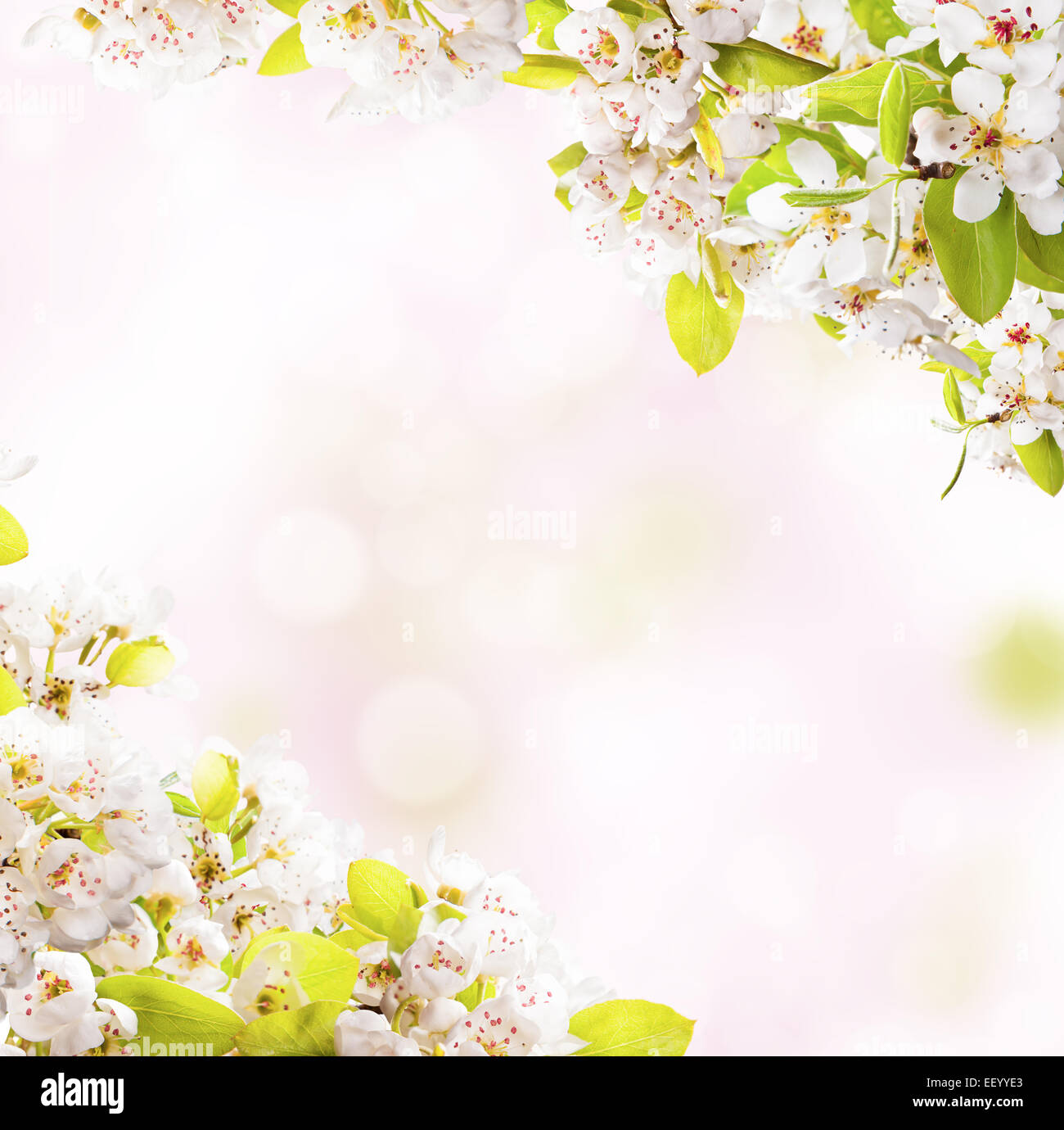 Spring blossoms on white background. Free space for text Stock Photo ...