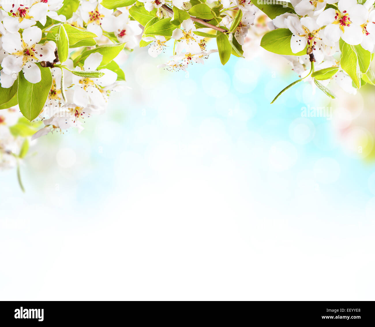 Spring blossoms on white background. Free space for text Stock Photo ...