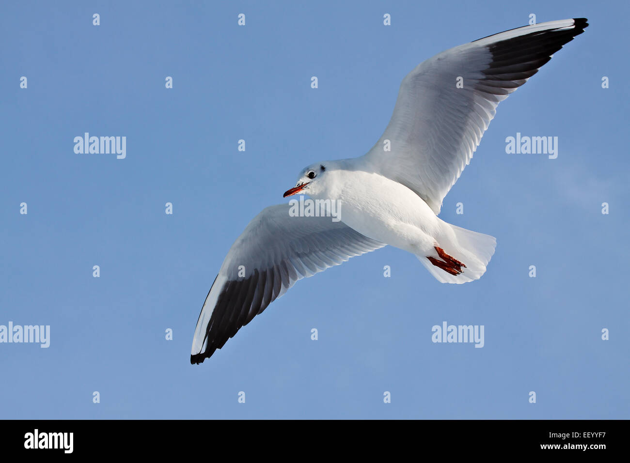 A sea gull in flight Stock Photo - Alamy