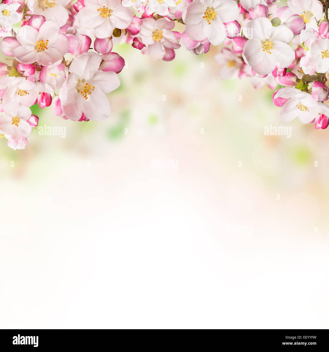 Spring blossoms on white background. Free space for text Stock Photo ...
