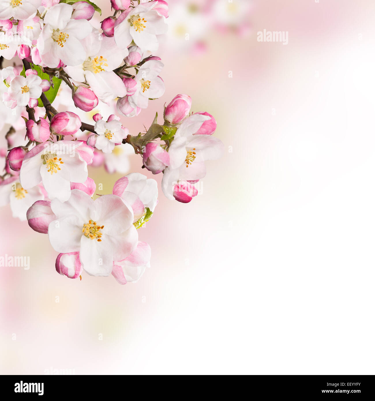 Spring blossoms on white background. Free space for text Stock Photo ...