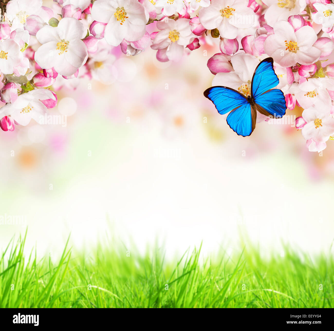 White background free hi-res stock photography and images - Alamy