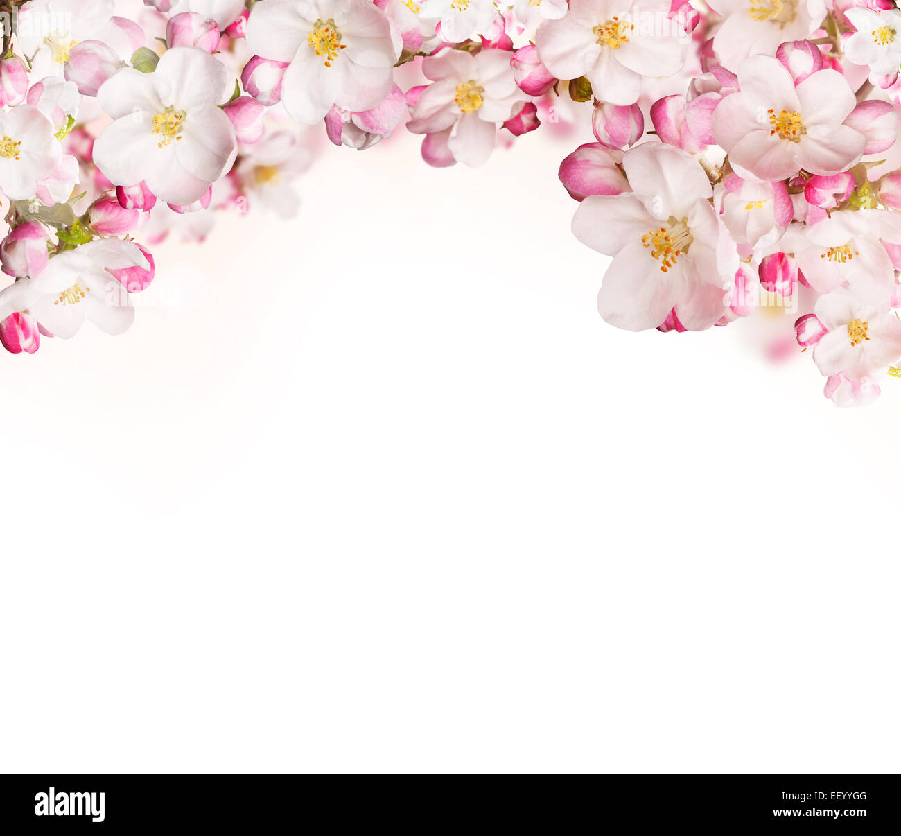 Spring blossoms on white background. Free space for text Stock Photo ...