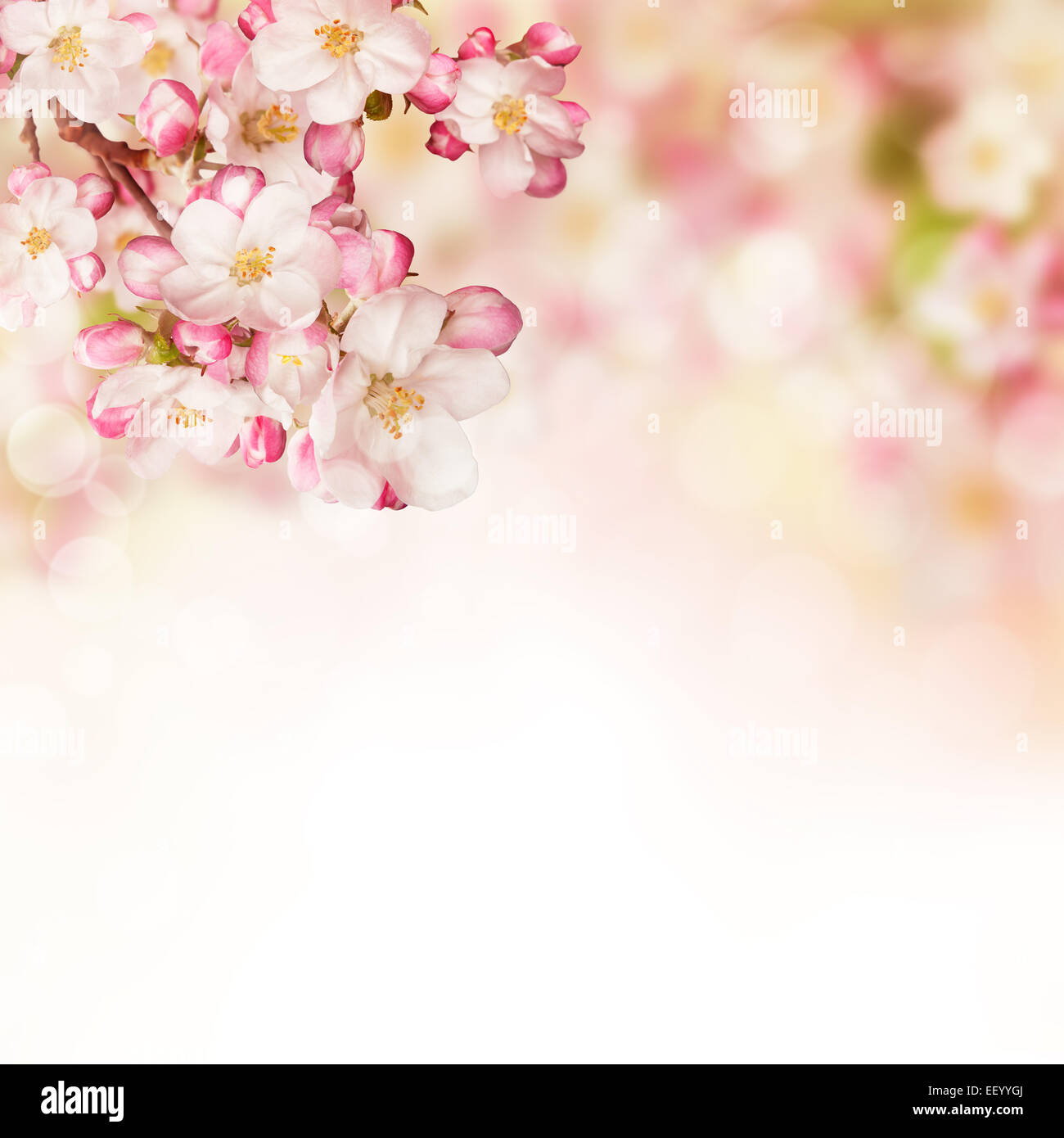 Spring blossoms on white background. Free space for text Stock Photo ...