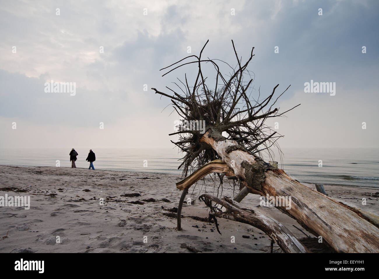 An uprooted tree on the Baltic coast Stock Photo - Alamy