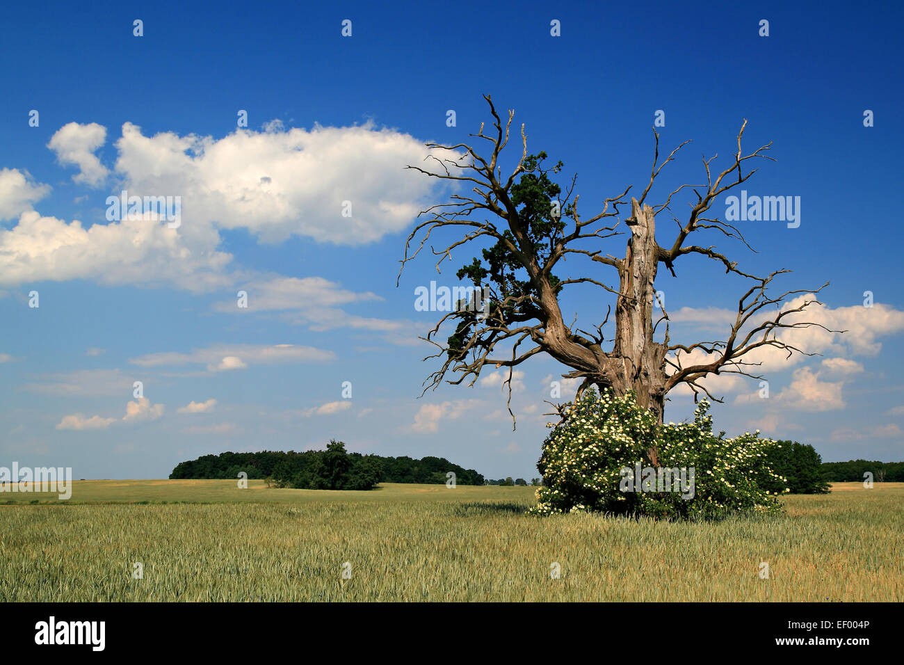 A tree on a field Stock Photo - Alamy