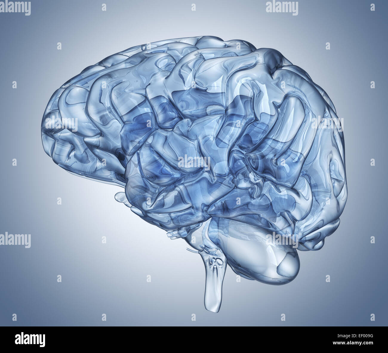 Cerebellum hi-res stock photography and images - Alamy