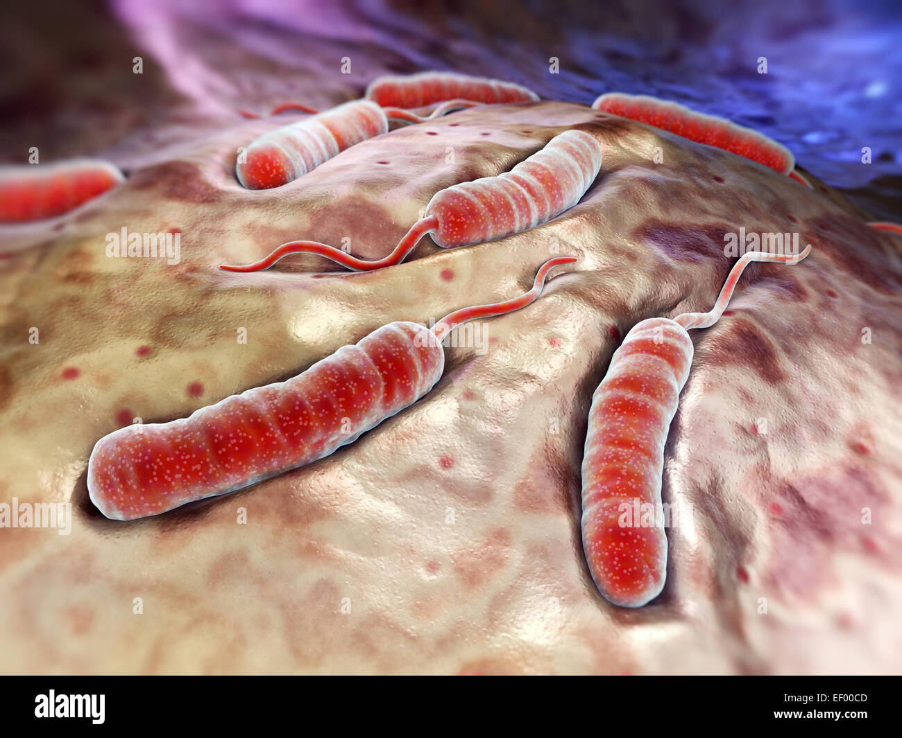 Cholera hi-res stock photography and images - Alamy