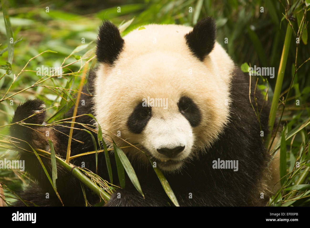 Chendu panda hi-res stock photography and images - Alamy