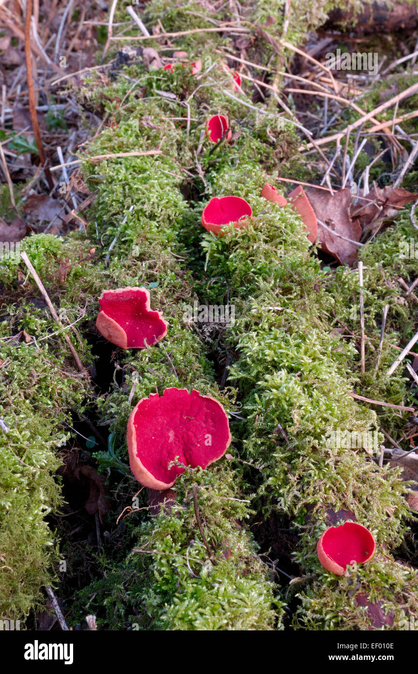 Scarlet Elfcup, Sarcoscypha austriaca, fungus on dead wood, seen in ...