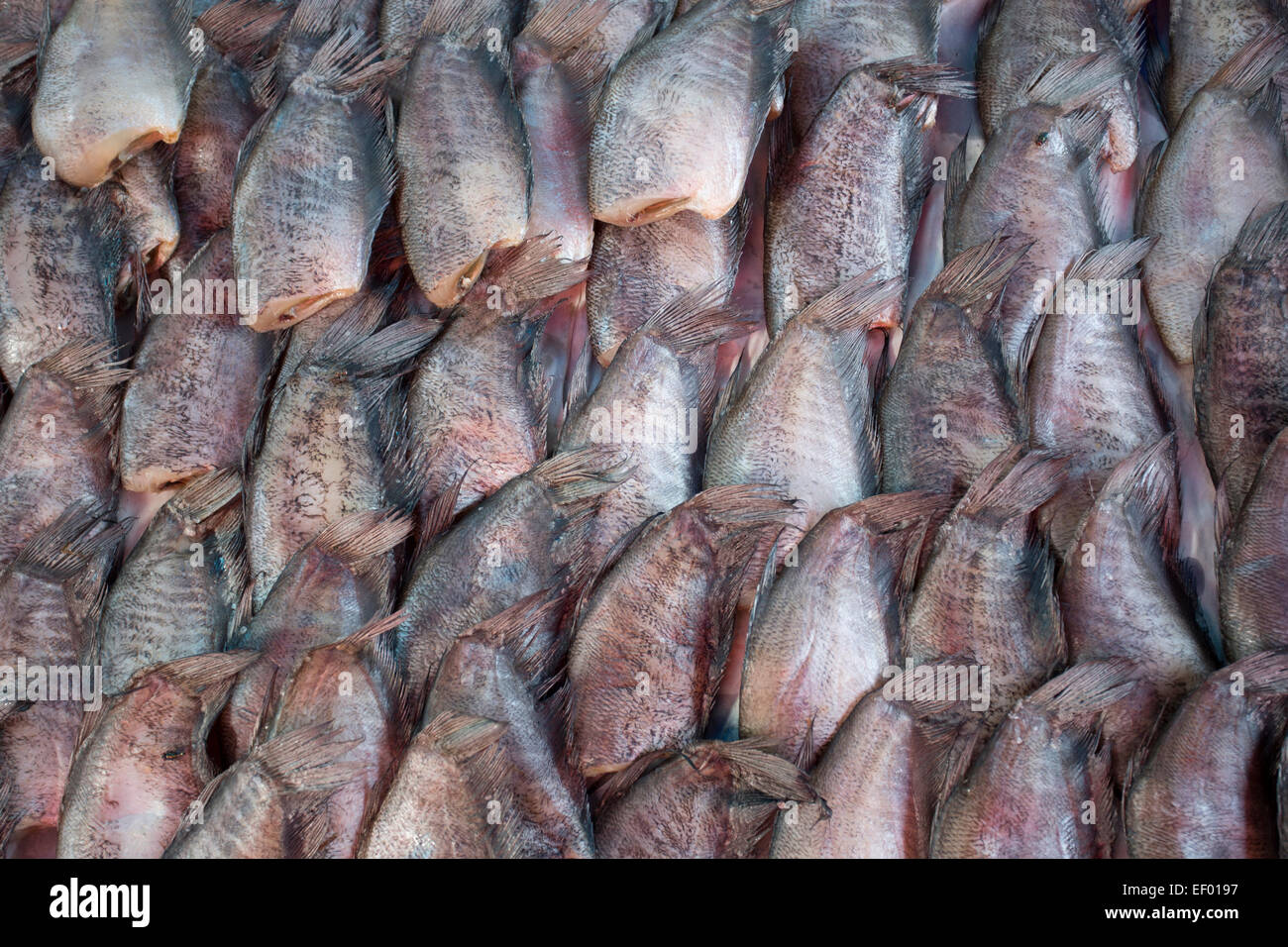 Headless fish hi-res stock photography and images - Alamy