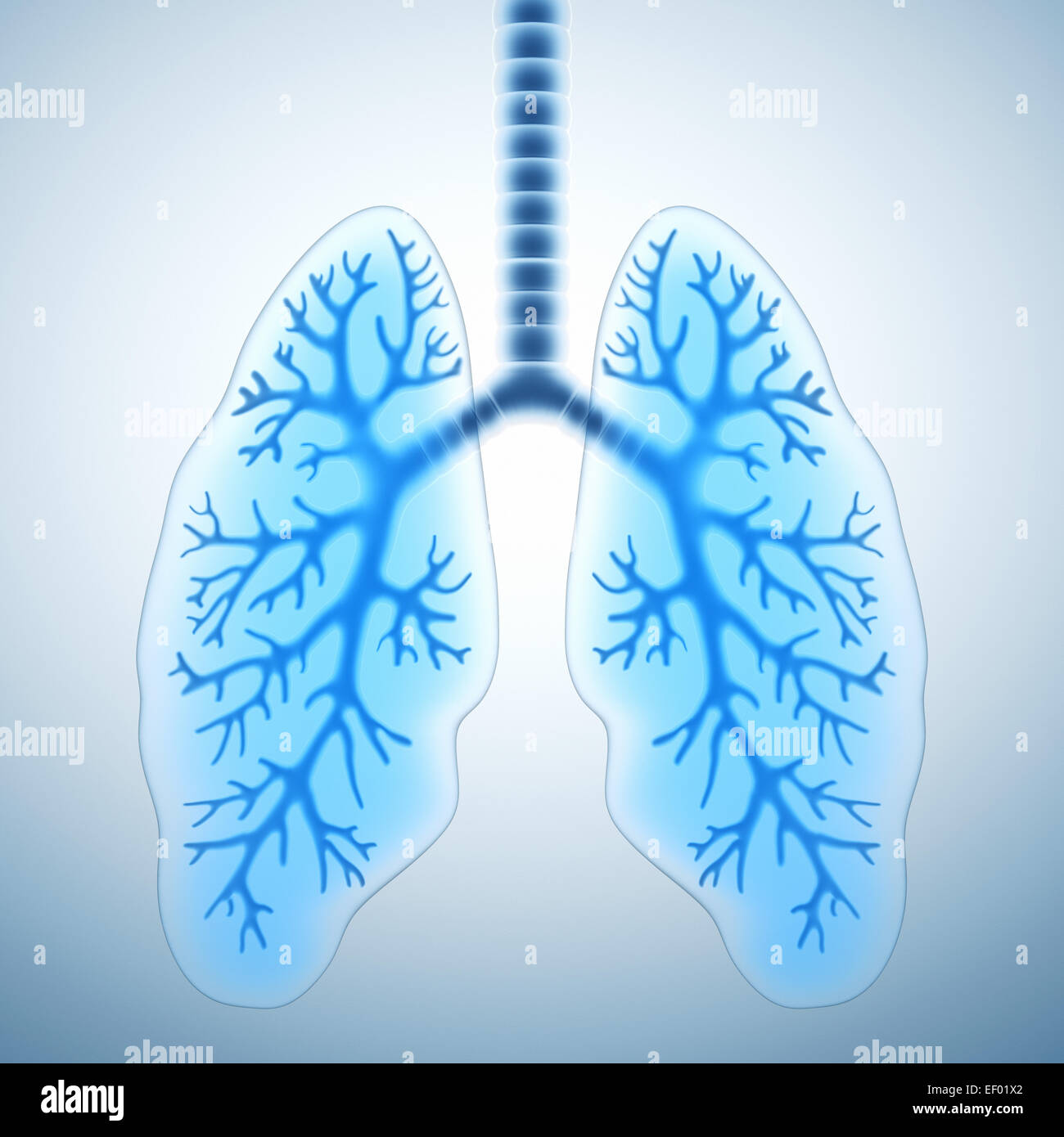 Healthy Lungs X Ray Stock Photos & Healthy Lungs X Ray Stock Images - Alamy