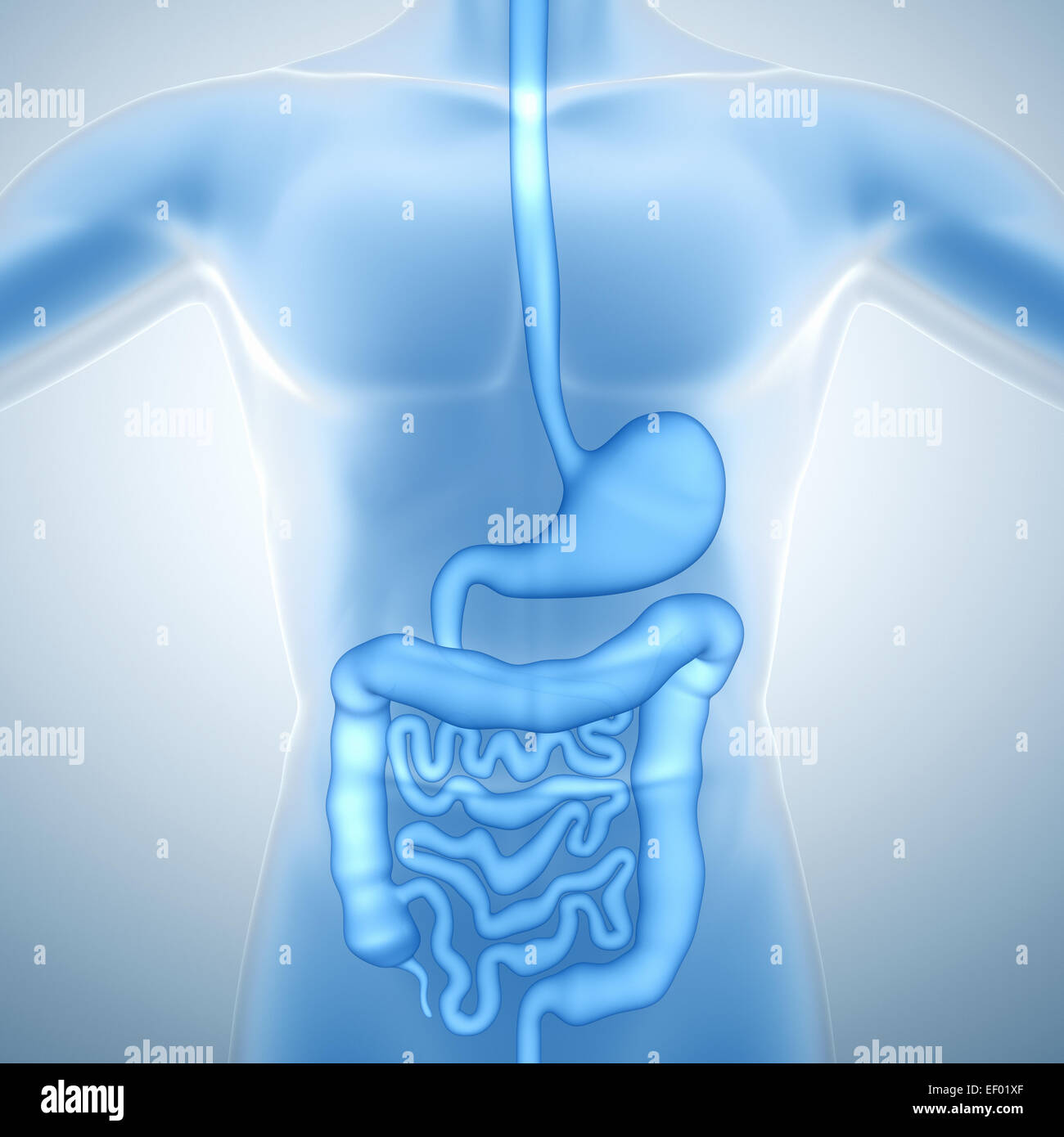 Human digestive system hi-res stock photography and images - Alamy