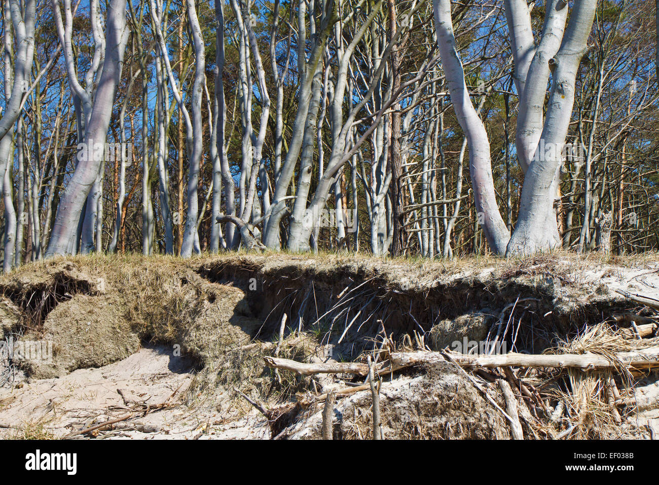 Coastal forest on the western beach Stock Photo - Alamy