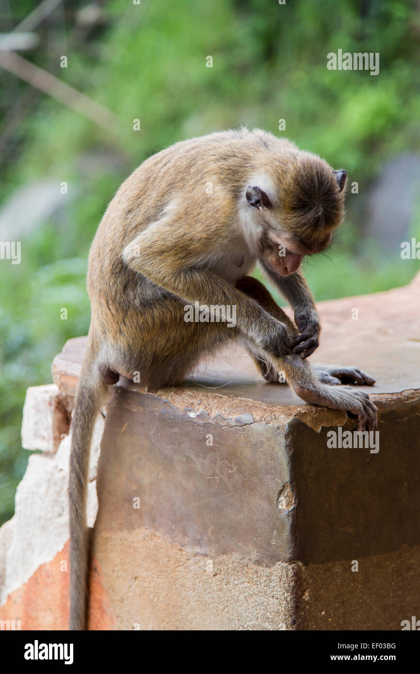 Closeup view of the toque macaque Stock Photo - Alamy