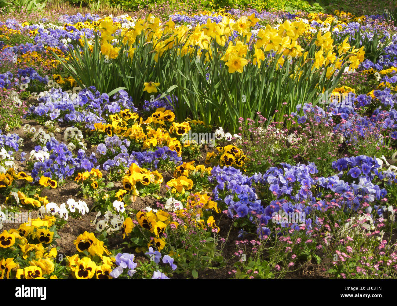 A flower in the spring Stock Photo - Alamy