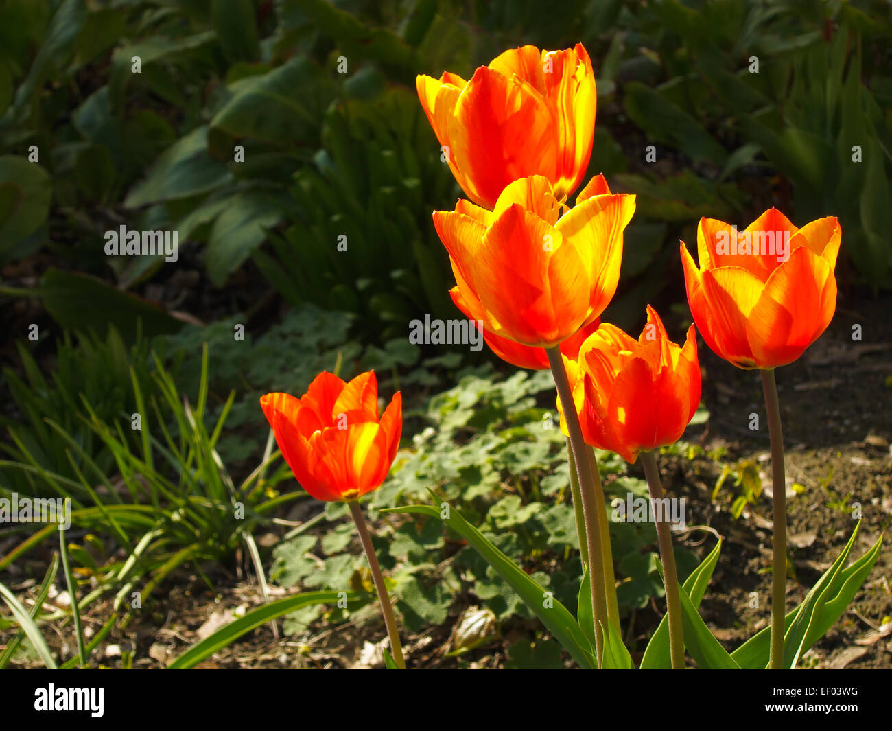 Beet flower hi-res stock photography and images - Alamy