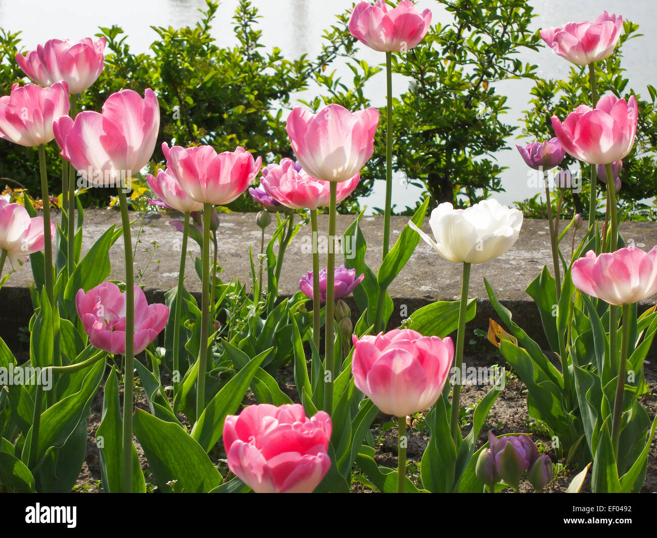Flowers in spring Stock Photo - Alamy