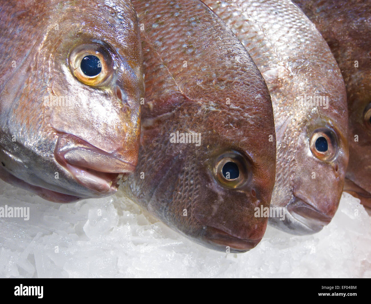 Fish animal hi-res stock photography and images - Alamy