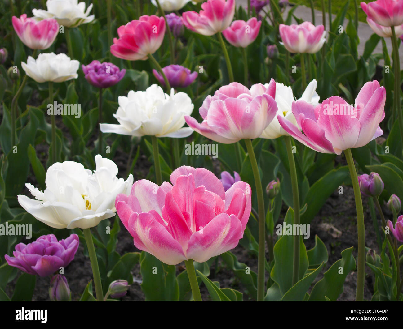 Flowers in spring Stock Photo - Alamy