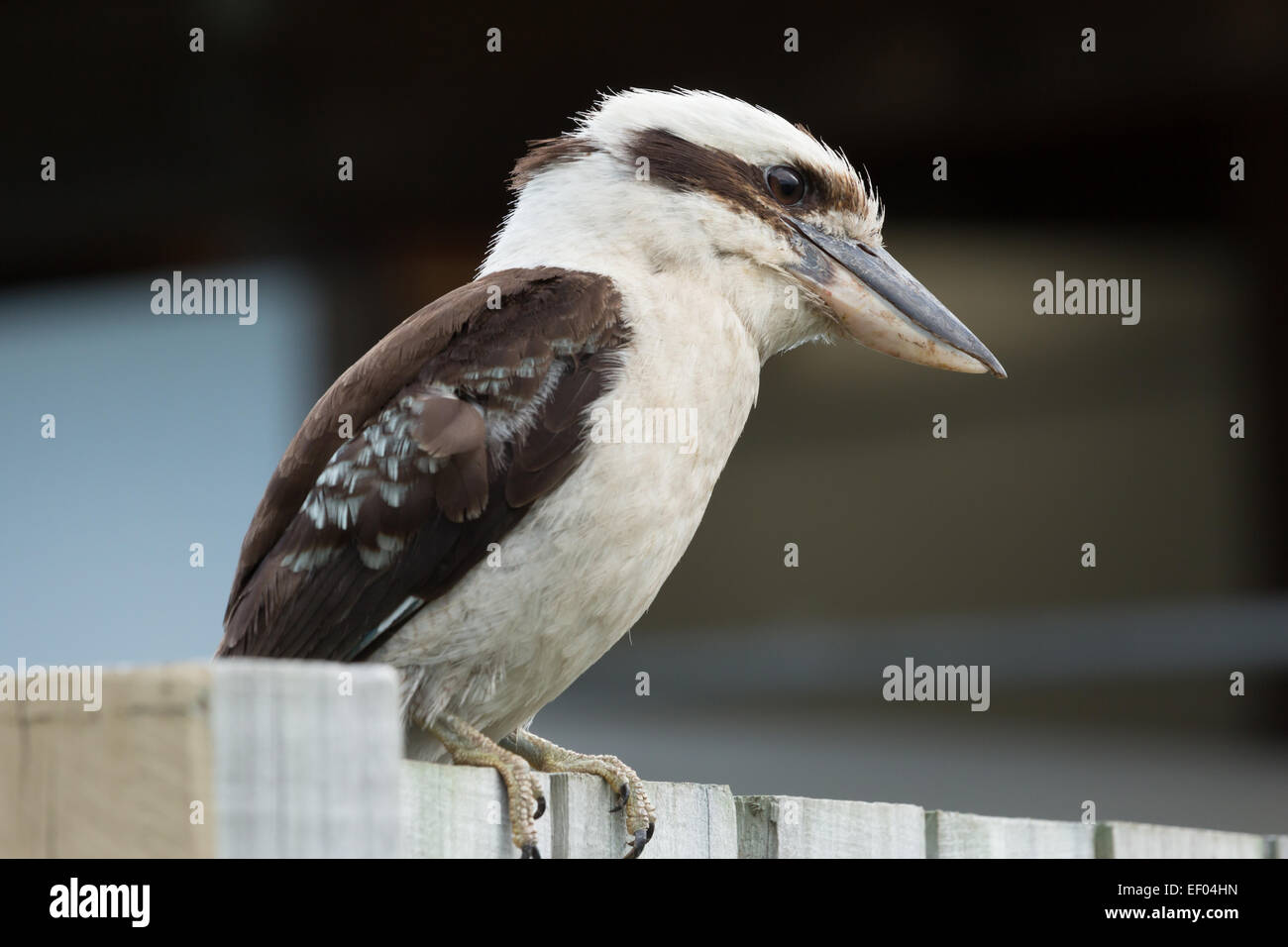 A close up photograph of a Laughing Kookaburra on a fence on the east ...