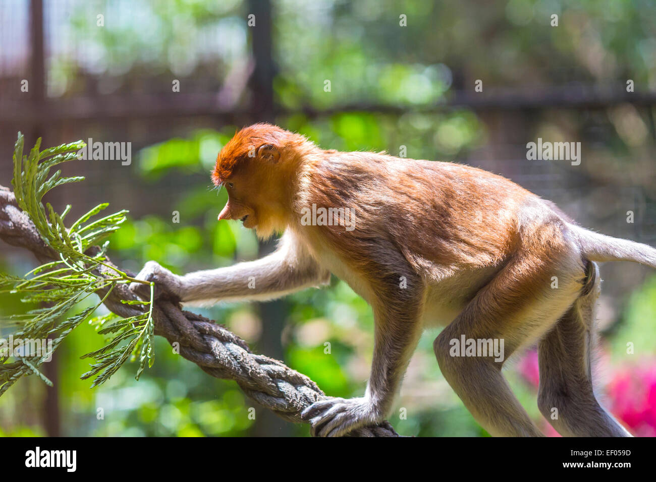 Proboscis monkey nose hi-res stock photography and images - Alamy