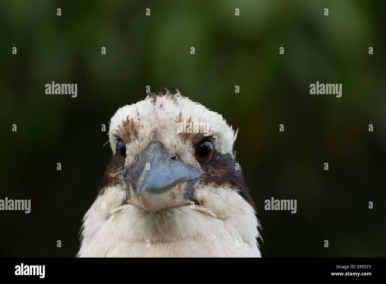 Australian bird funny comical beak hi-res stock photography and images ...