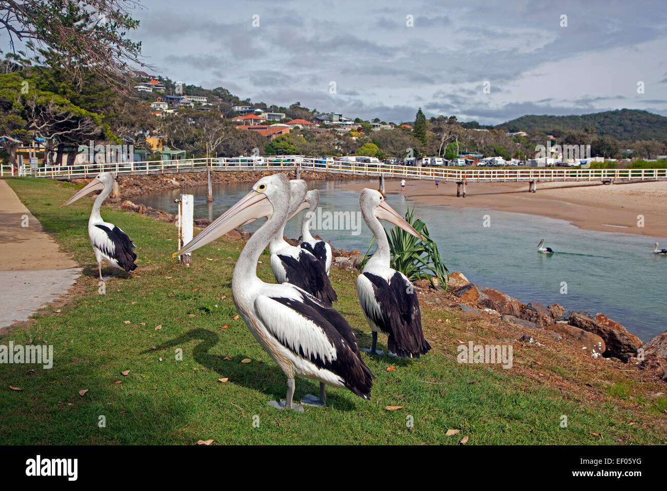 Australian pelicans (Pelecanus conspicillatus) on the shore at seaside ...