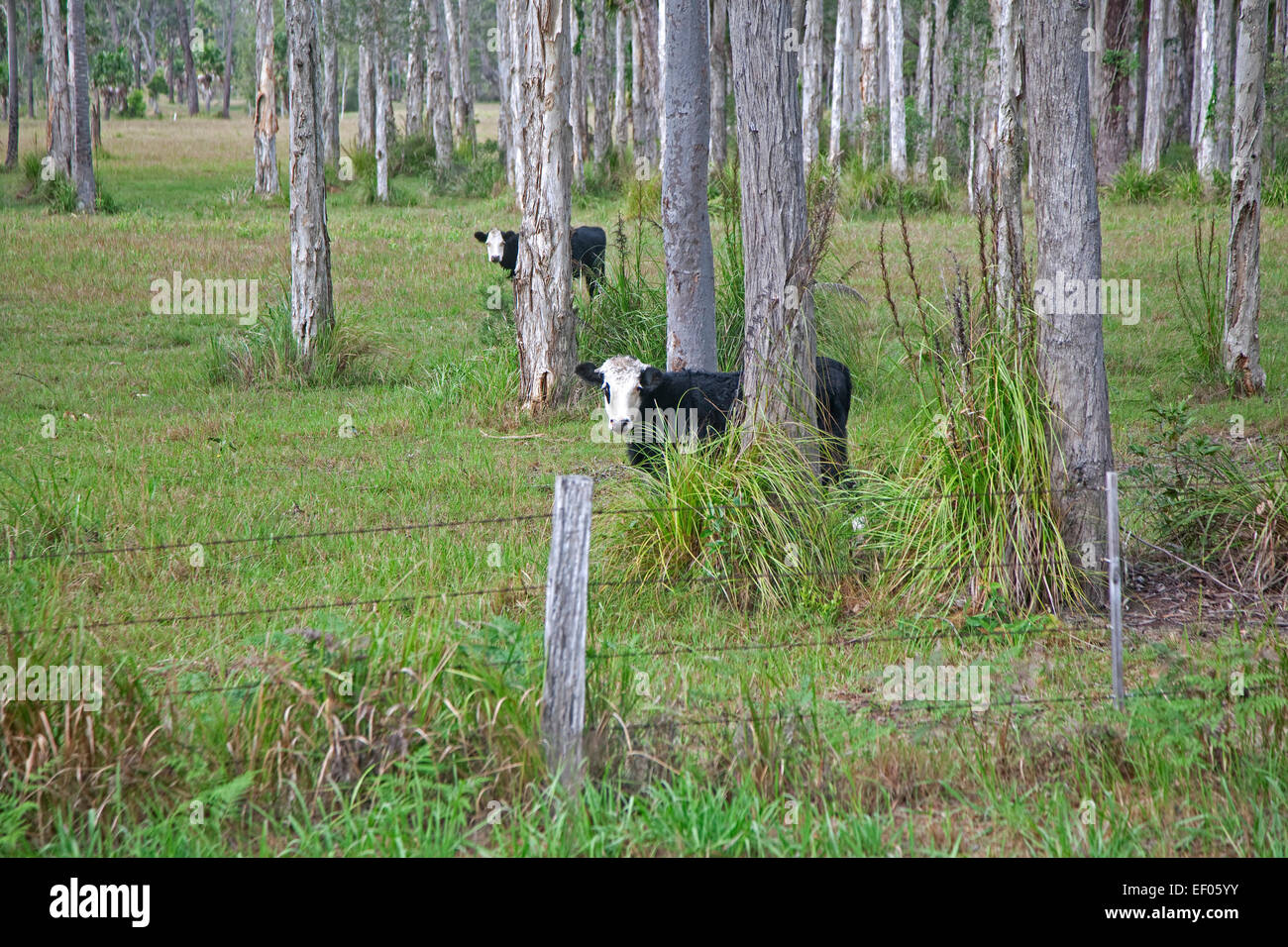 Whiteface cattle hi-res stock photography and images - Alamy